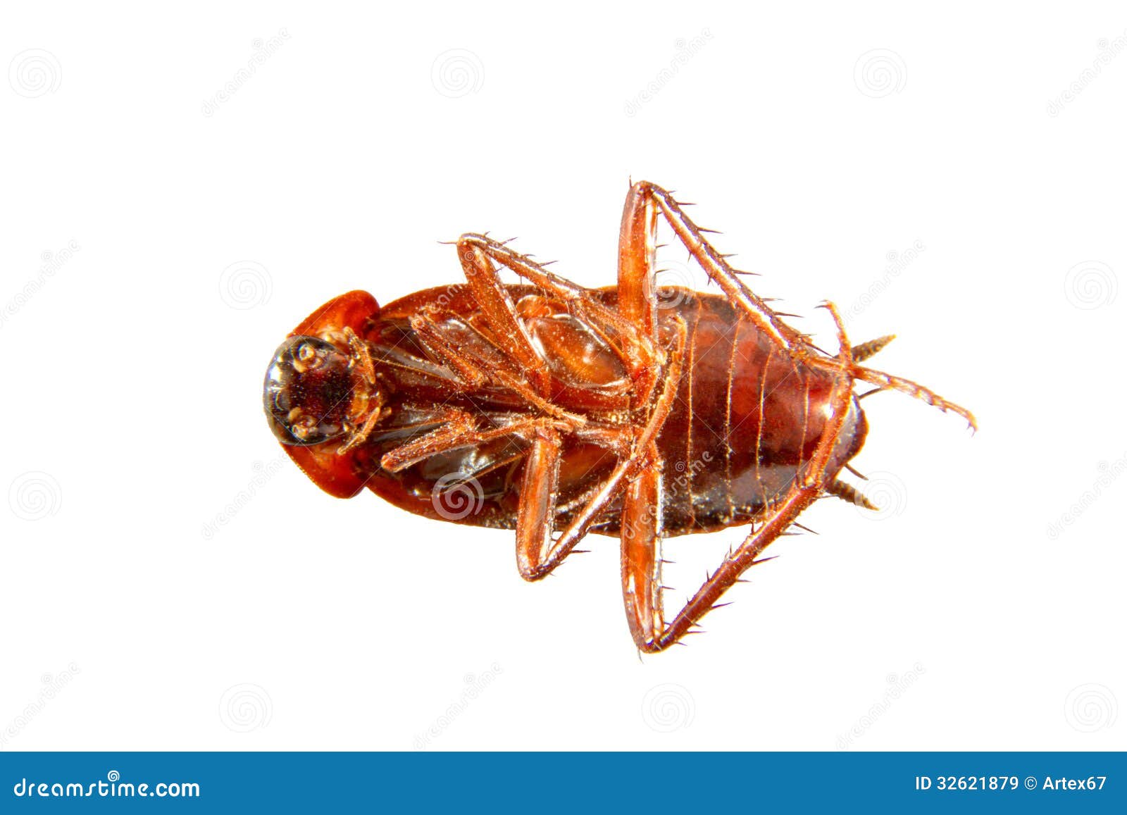 Image of a Cockroach Crawling Insect Pest Stock Image - Image of ...