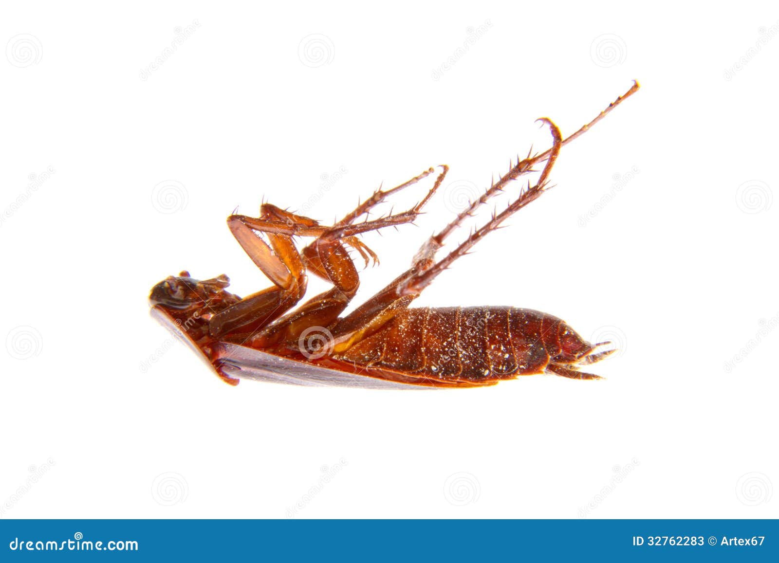 Image of a Cockroach Crawling Insect Pest Stock Image - Image of ...