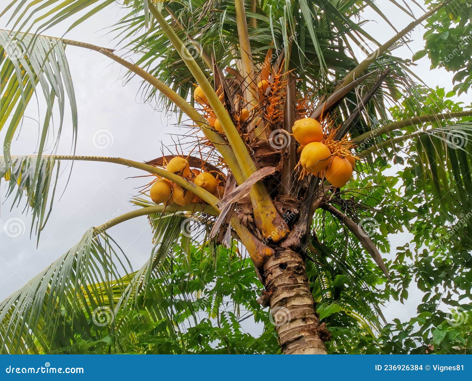 Malayan Yellow Coconut Tree Stock Photo - Image of produce, vegetation ...