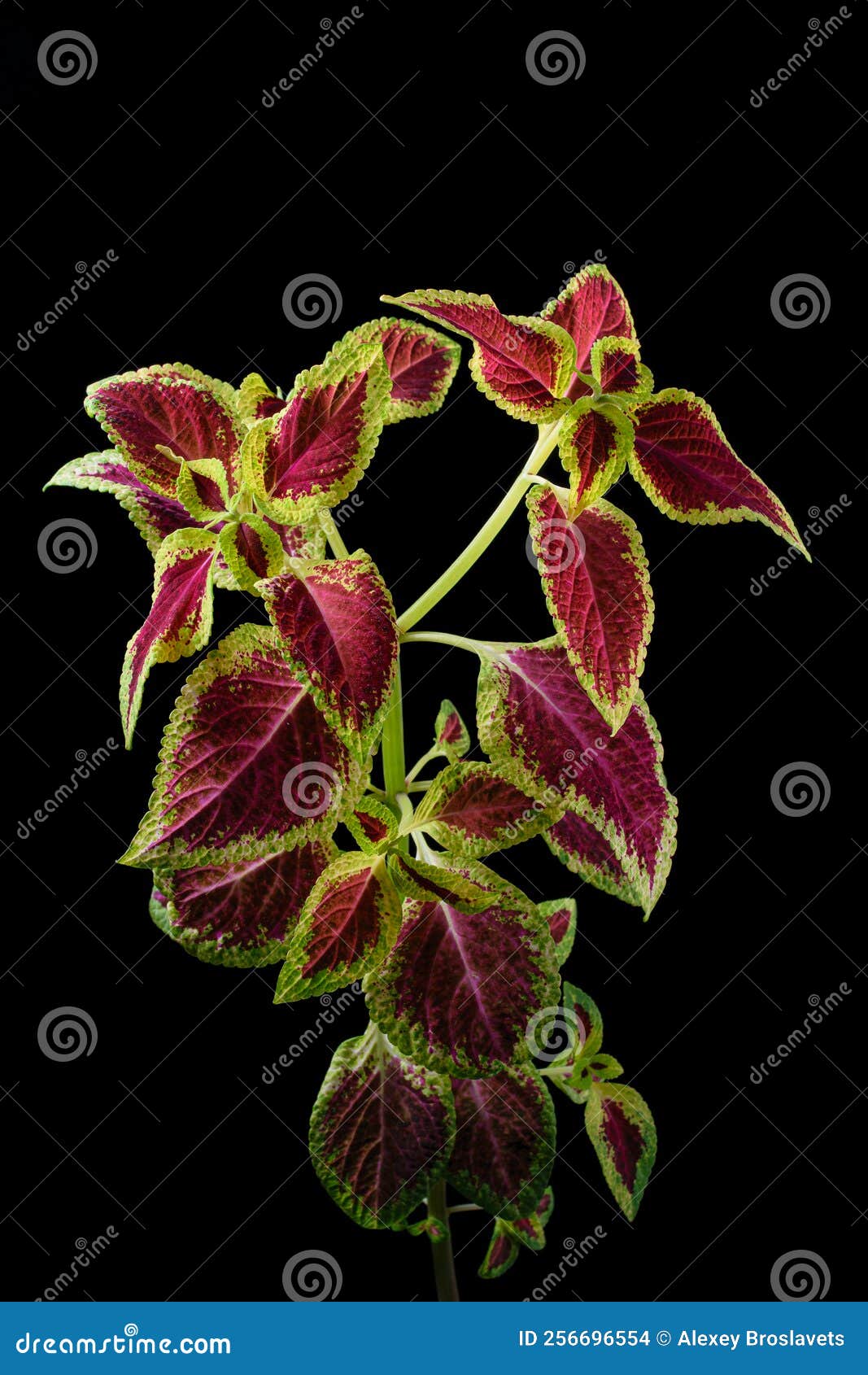 Image of Coleus or Painted Nettle on Black Stock Photo - Image of ...