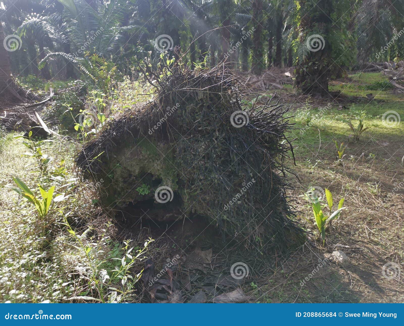 Collapsed Palm Oil Tree Trunk Decaying on the Ground. Stock Photo ...