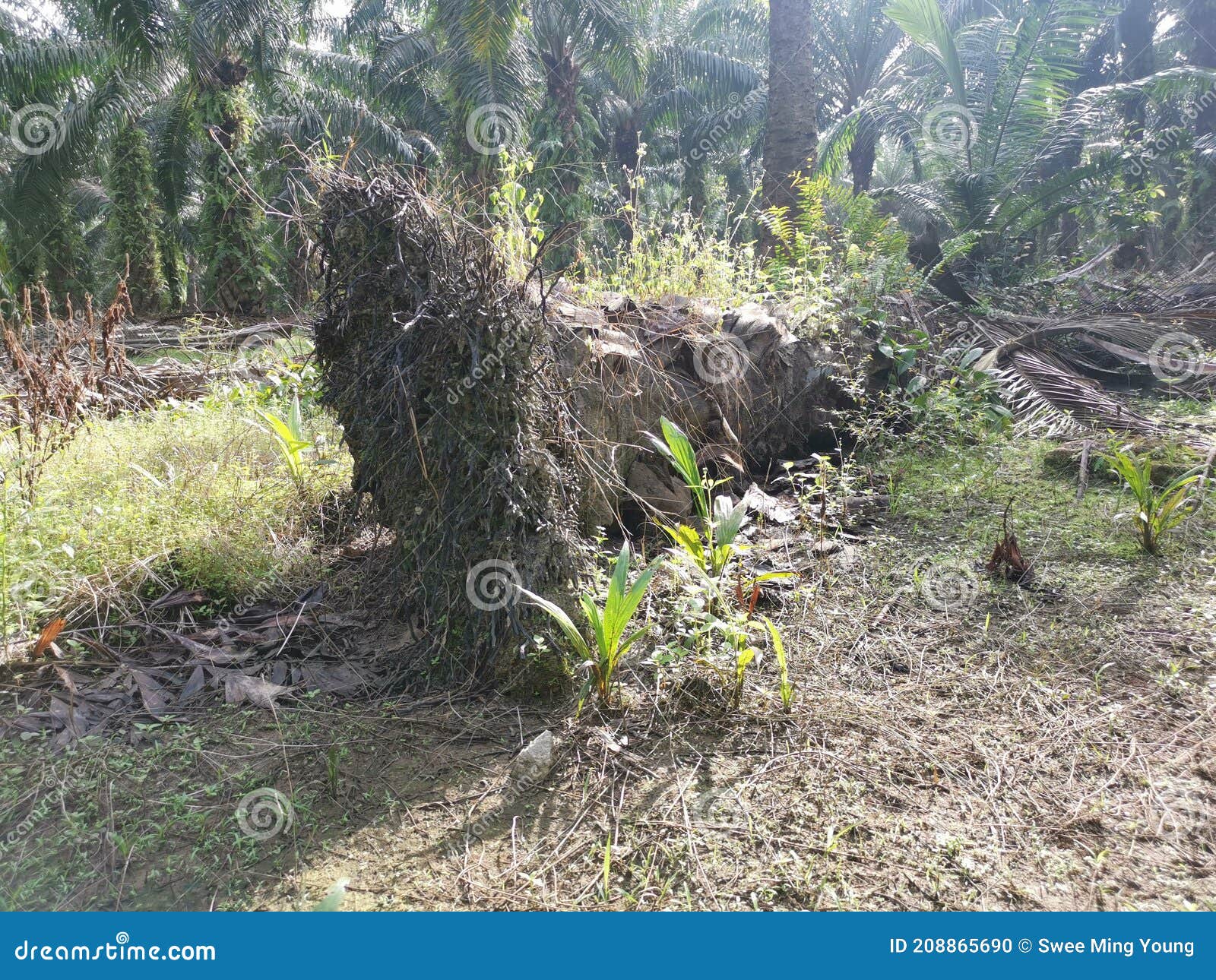 Collapsed Palm Oil Tree Trunk Decaying on the Ground. Stock Photo ...
