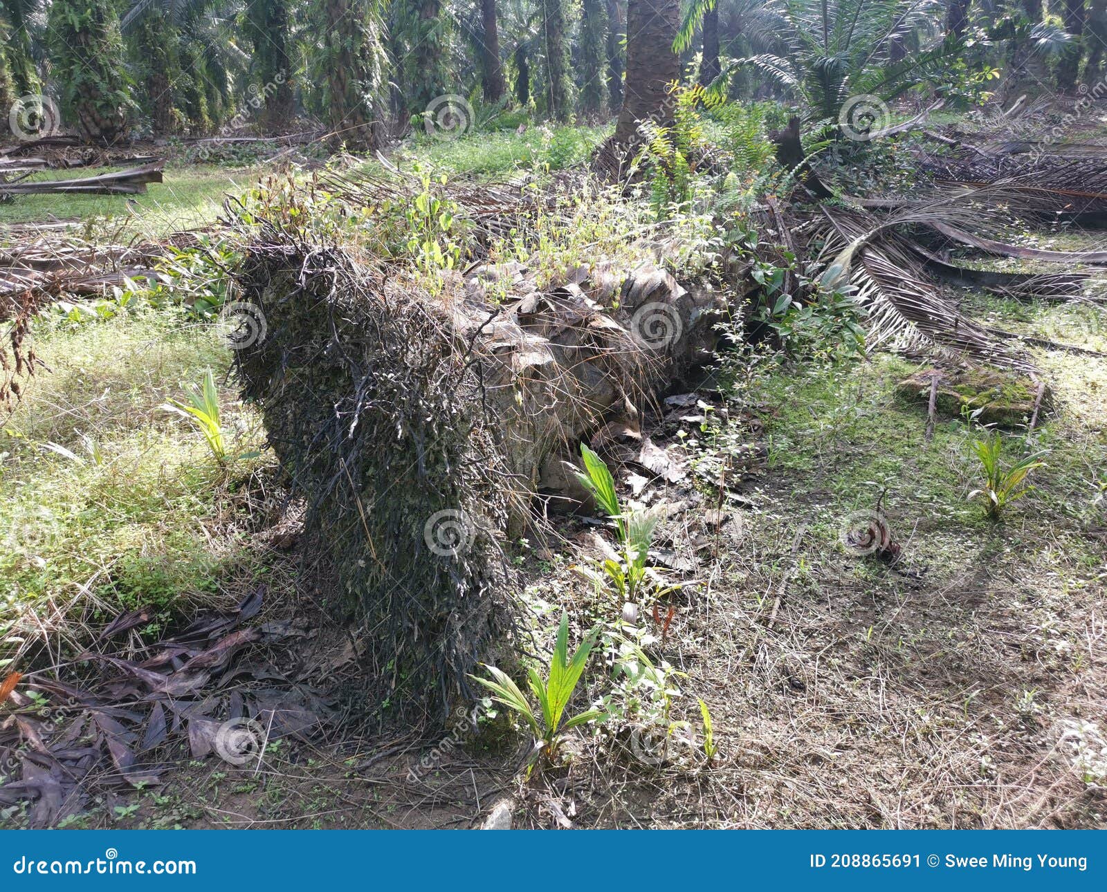 Collapsed Palm Oil Tree Trunk Decaying on the Ground. Stock Image ...