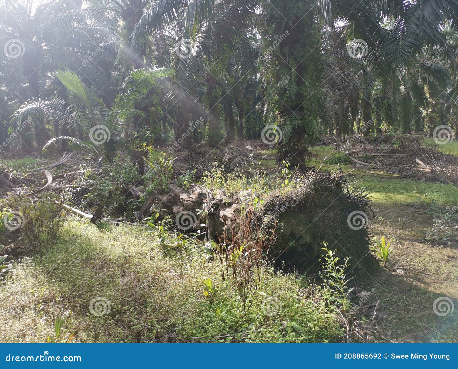 Collapsed Palm Oil Tree Trunk Decaying on the Ground. Stock Photo ...
