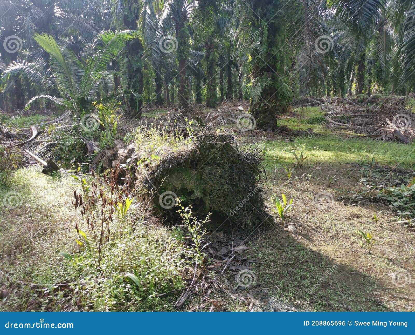 Collapsed Palm Oil Tree Trunk Decaying on the Ground. Stock Photo ...
