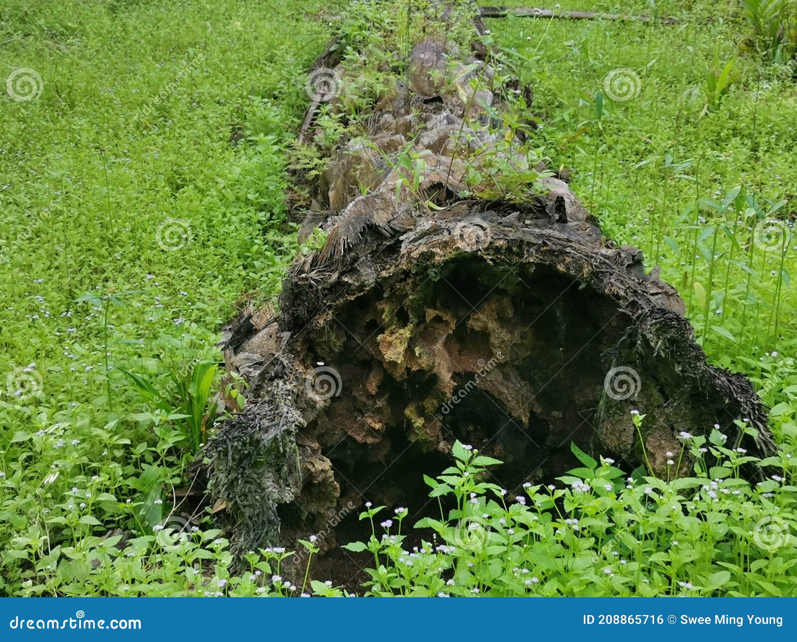 Collapsed Palm Oil Tree Trunk Decaying on the Ground. Stock Photo ...