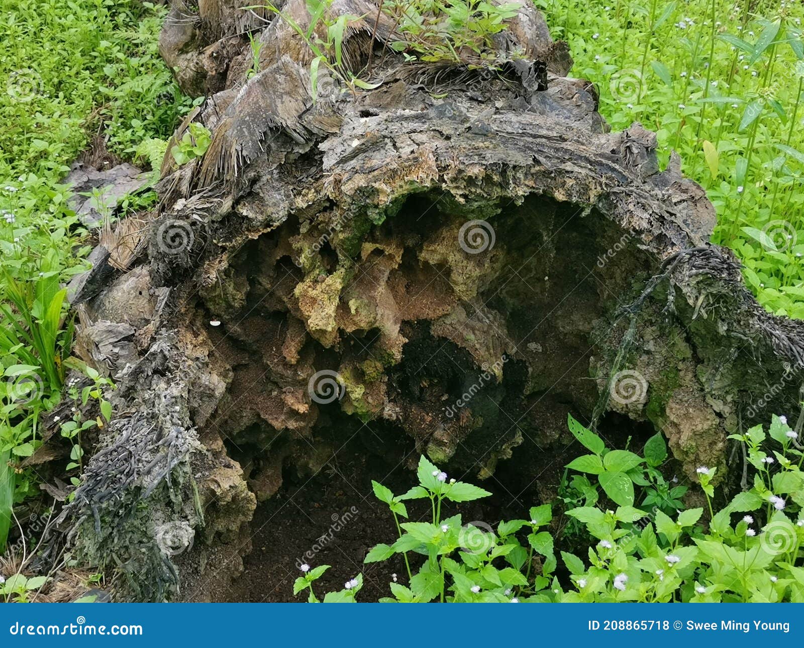 Collapsed Palm Oil Tree Trunk Decaying on the Ground. Stock Photo ...