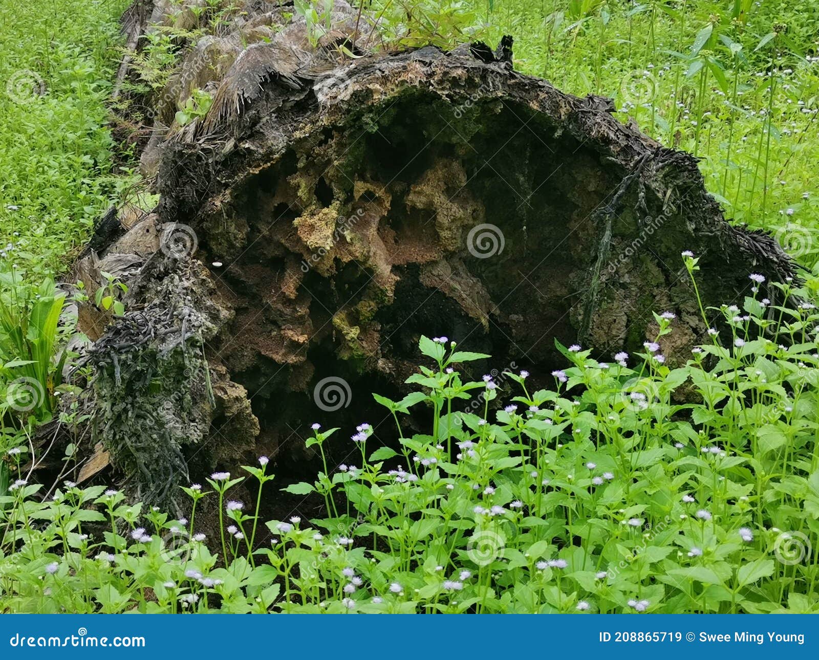Collapsed Palm Oil Tree Trunk Decaying on the Ground. Stock Image ...