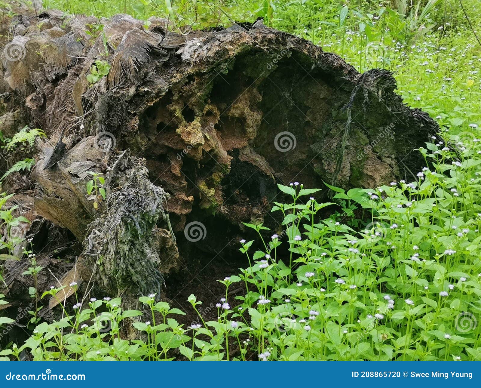 Collapsed Palm Oil Tree Trunk Decaying on the Ground. Stock Photo ...