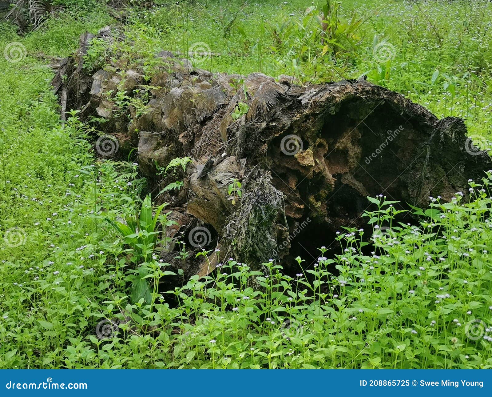 Collapsed Palm Oil Tree Trunk Decaying on the Ground. Stock Image ...
