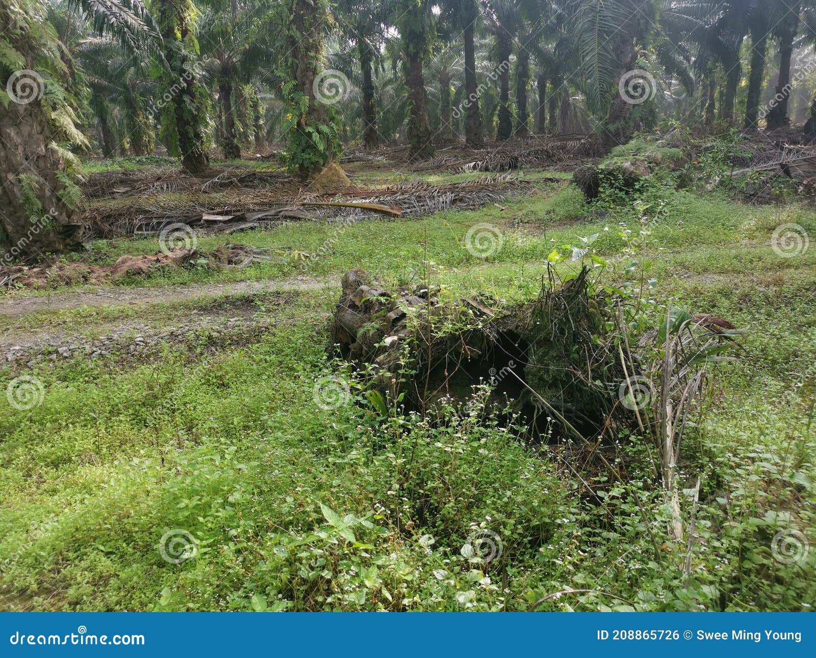Collapsed Palm Oil Tree Trunk Decaying on the Ground. Stock Photo ...