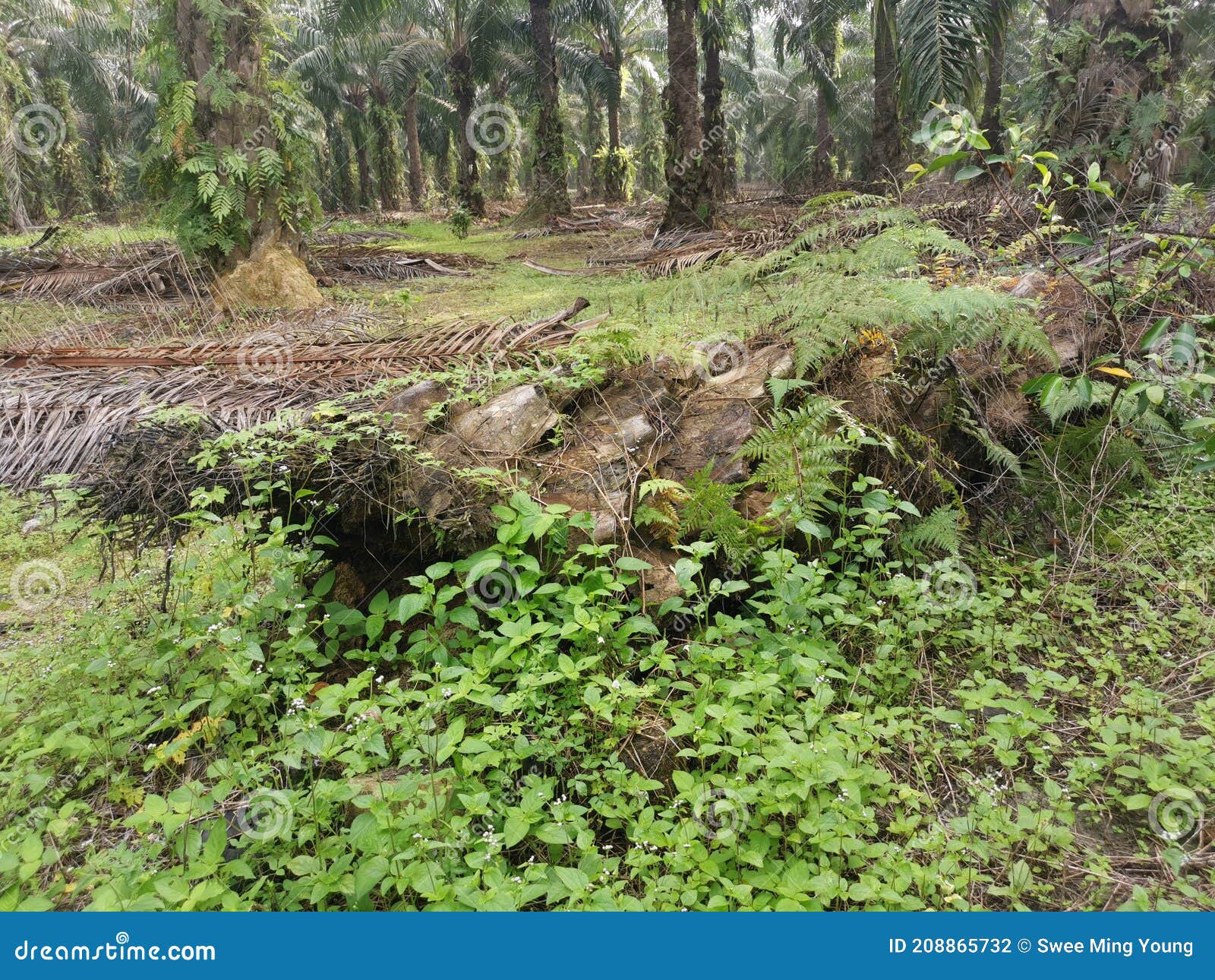 Collapsed Palm Oil Tree Trunk Decaying on the Ground. Stock Photo ...