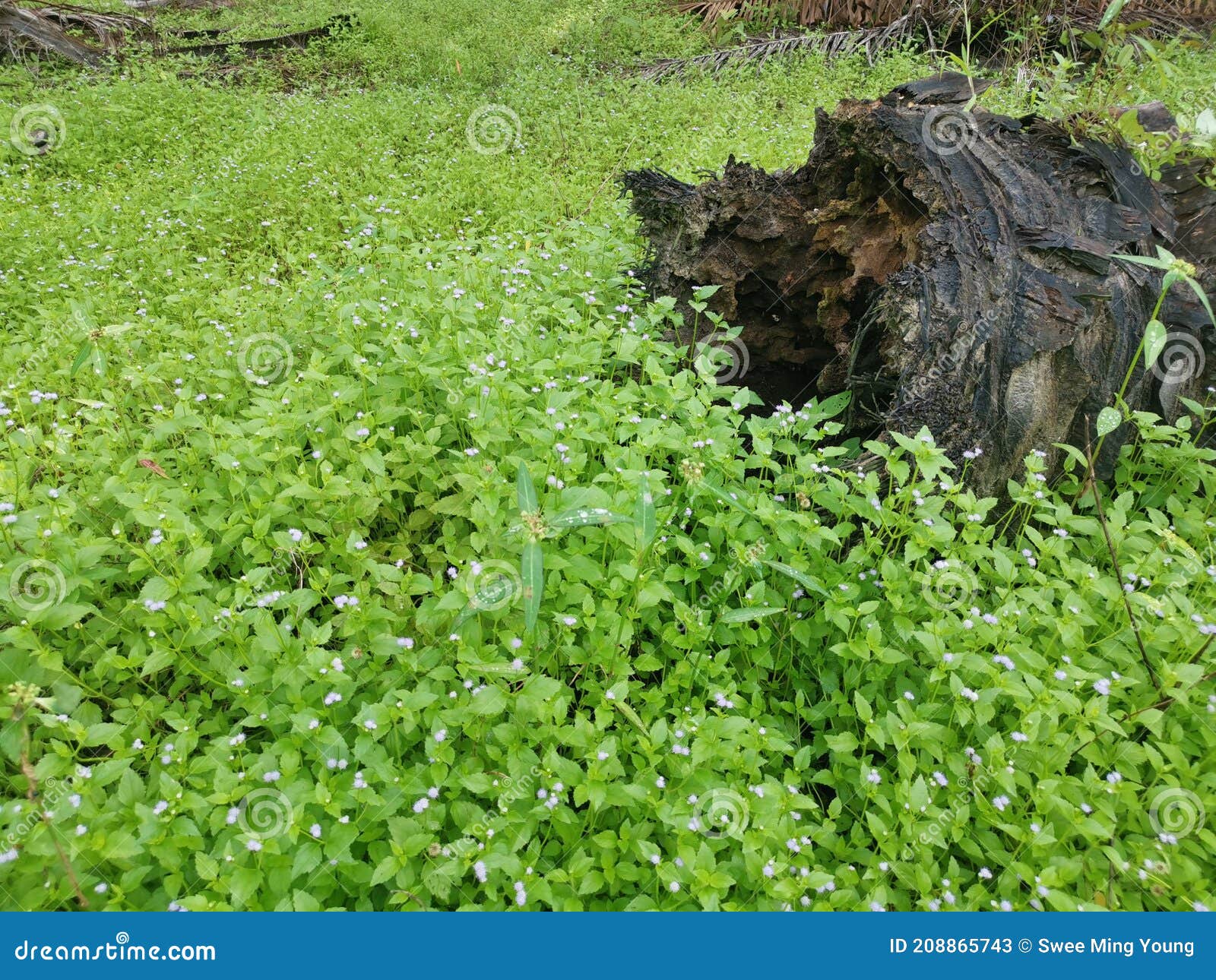 Collapsed Palm Oil Tree Trunk Decaying on the Ground. Stock Image ...