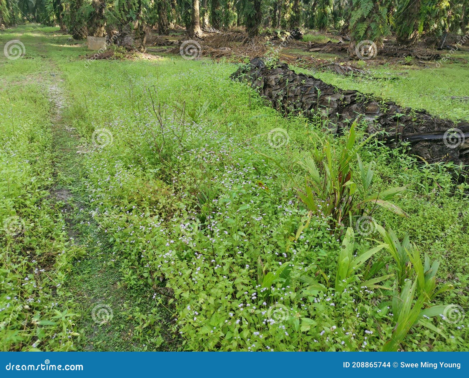 Collapsed Palm Oil Tree Trunk Decaying on the Ground. Stock Photo ...