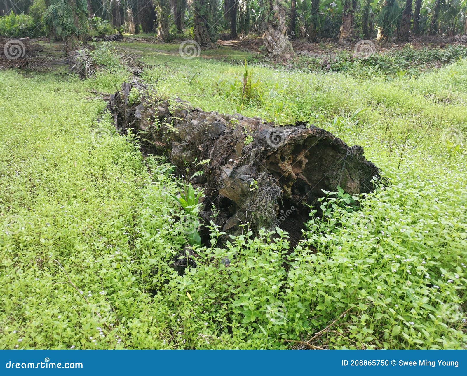 Collapsed Palm Oil Tree Trunk Decaying on the Ground. Stock Photo ...