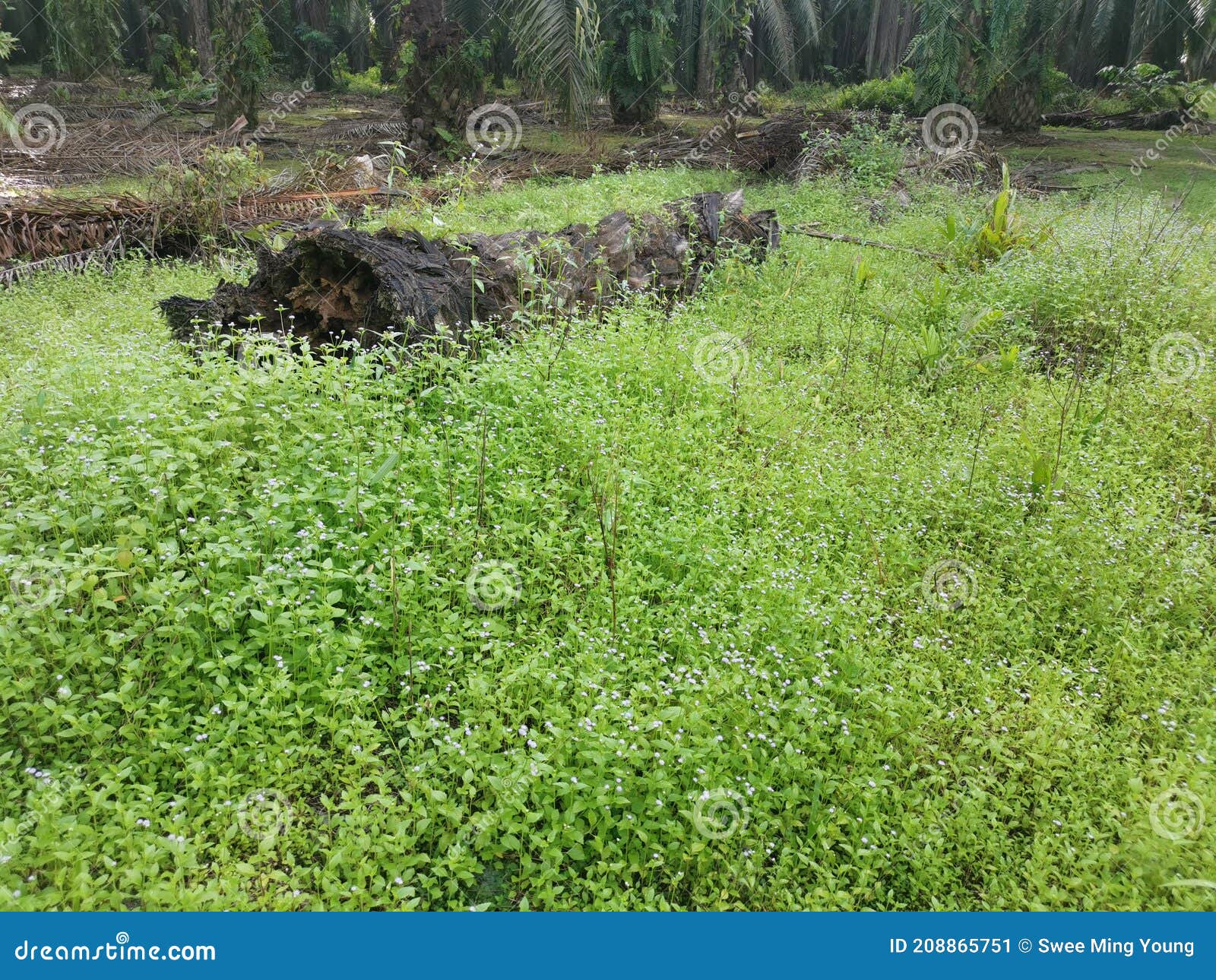 Collapsed Palm Oil Tree Trunk Decaying on the Ground. Stock Image ...