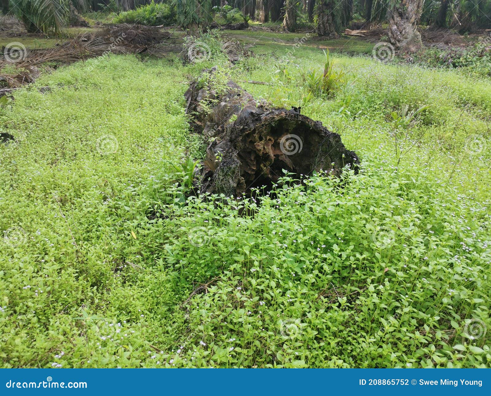 Collapsed Palm Oil Tree Trunk Decaying on the Ground. Stock Photo ...