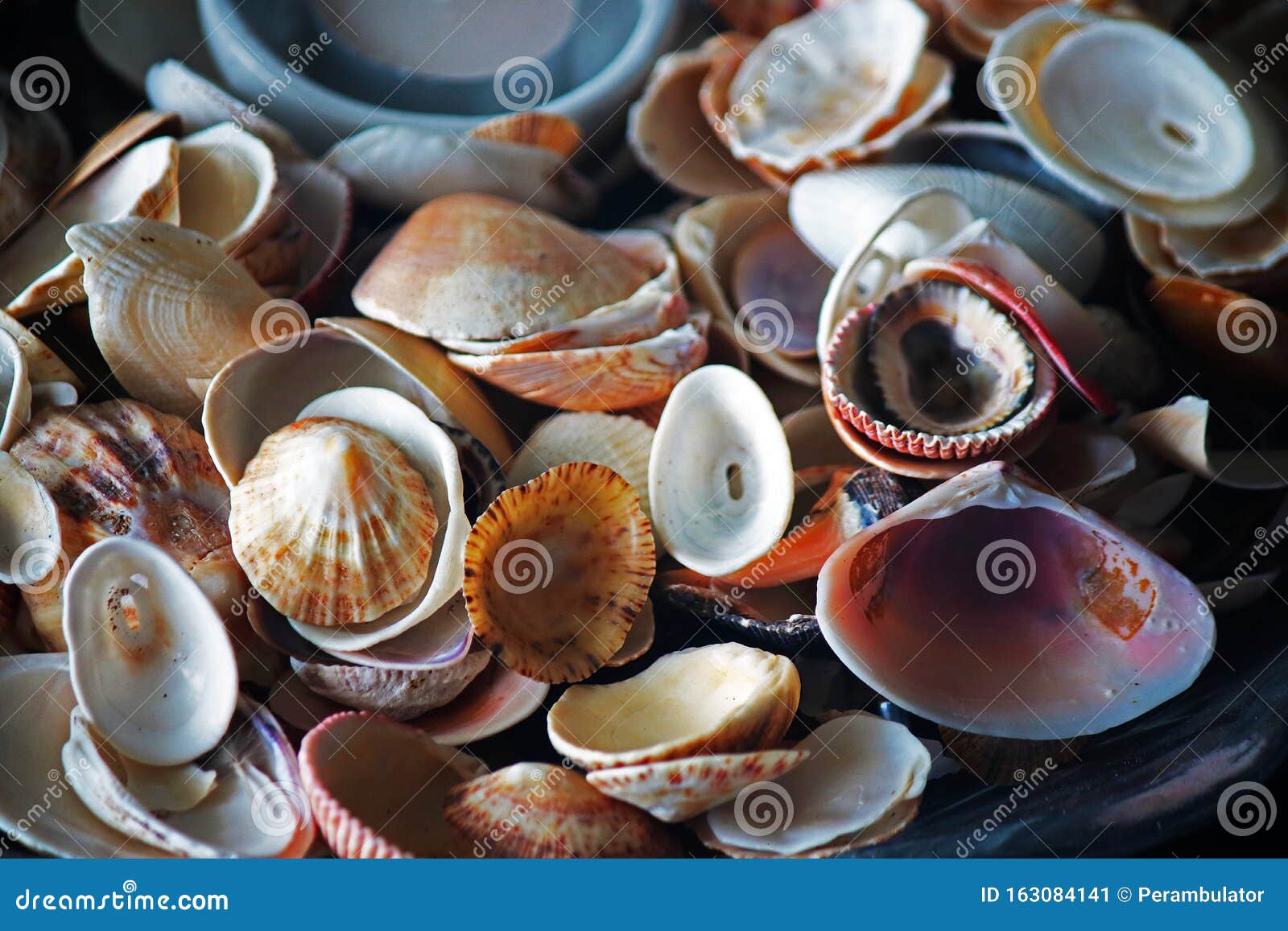 COLLECTION of SEA SHELLS of DIFFERENT COLOURS Stock Image - Image of ...