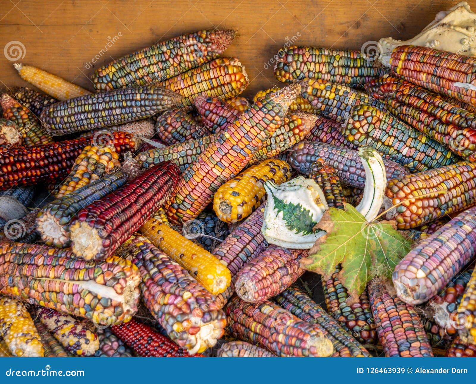 Image of Colorful Corn Close Up View Stock Image - Image of autumn ...