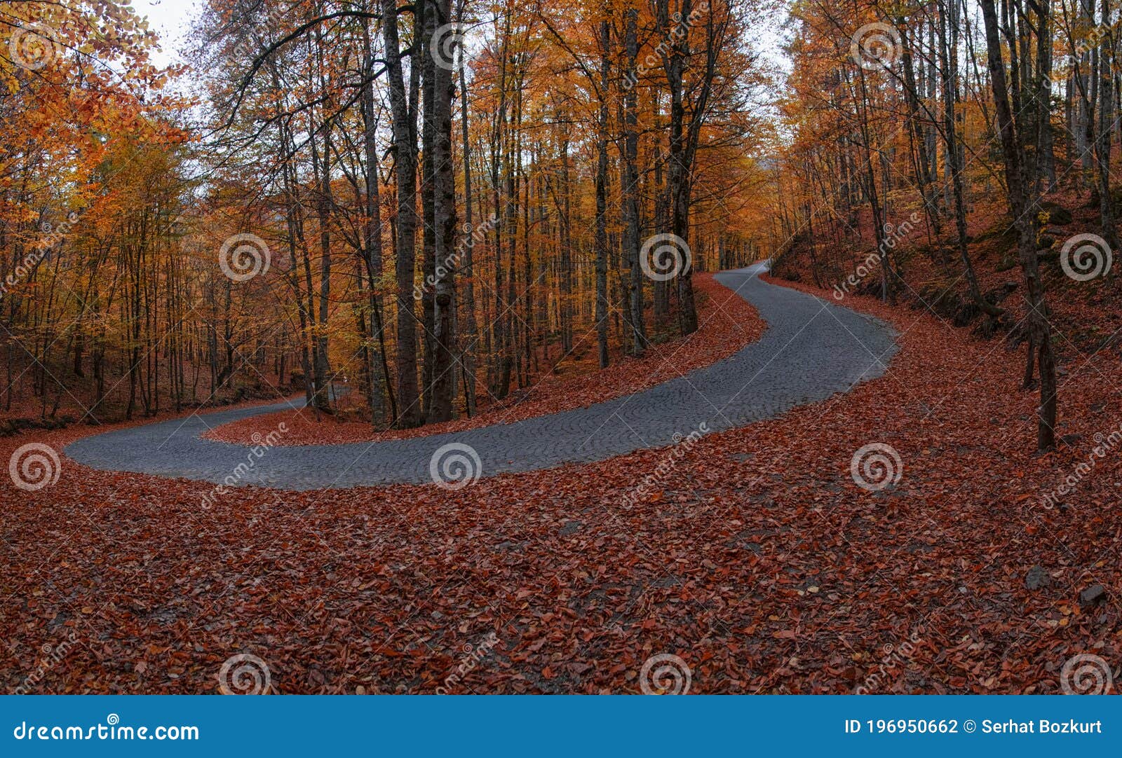 Image of Colorful Leaves Falling Down from Tree Branches in Autumn ...