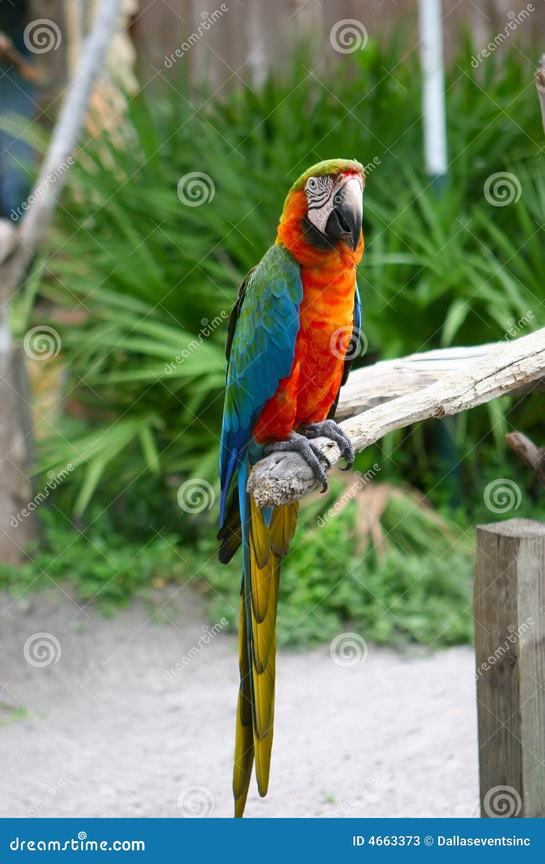 An Image of a Colorful Parrot Stock Image - Image of green, colorful ...