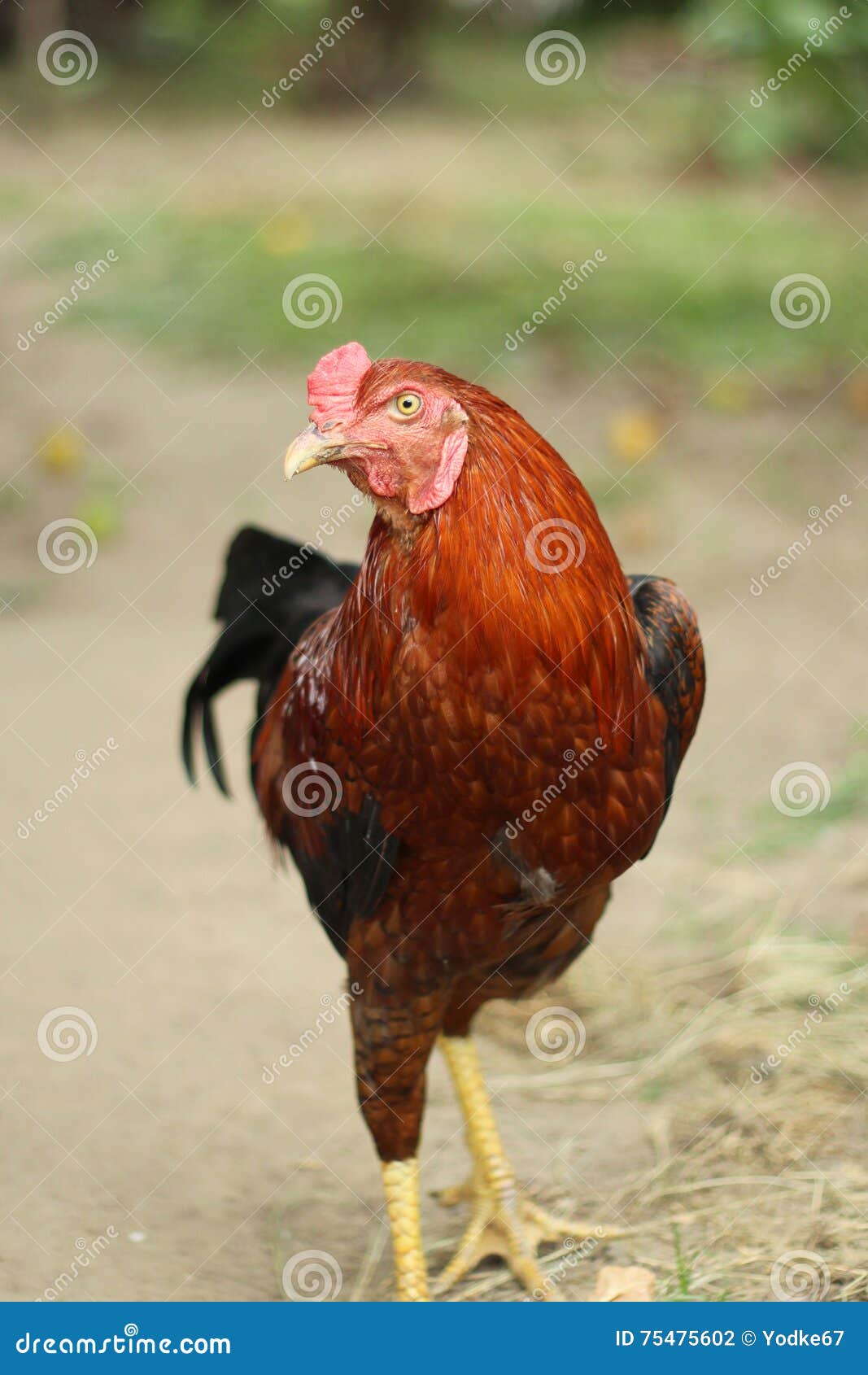 Image of colorful rooster. stock photo. Image of colourful - 75475602