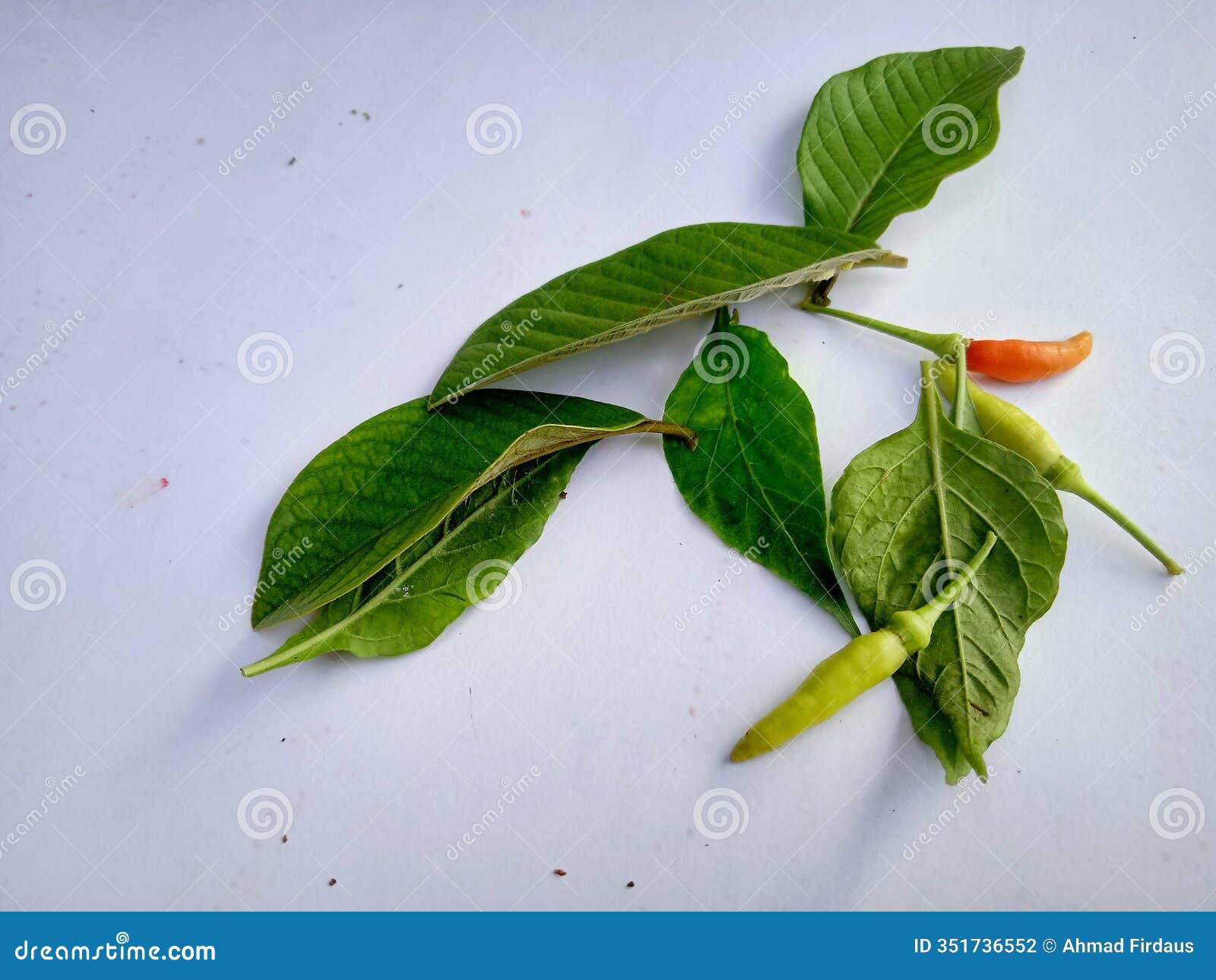 This Image Combines Chili Fruit and Guava Leaves. Stock Photo - Image ...