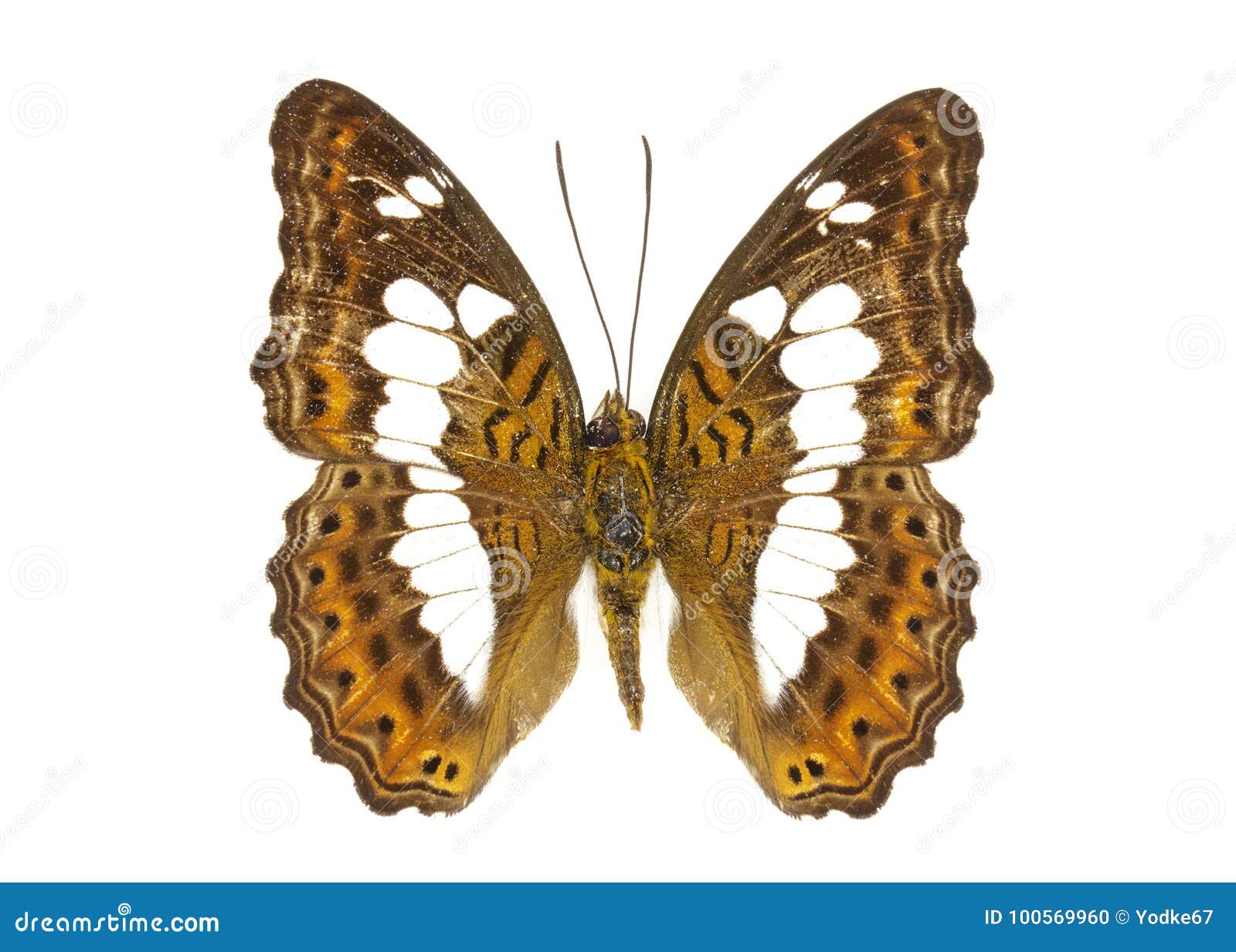 Image of Commander Butterfly Moduza Procris. Stock Photo - Image of ... Image of Commander Butterfly Moduza Procris. Stock Photo - Image of ...