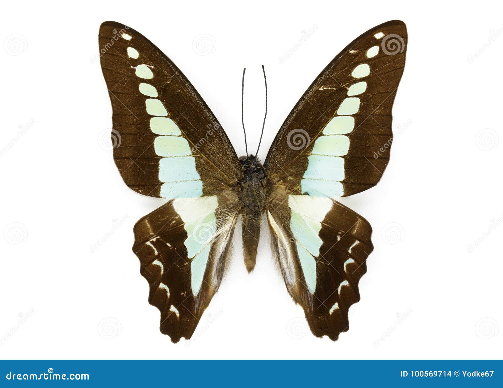 Image of Common Bluebottle Butterfly Graphium Sarpedon Stock Photo ...