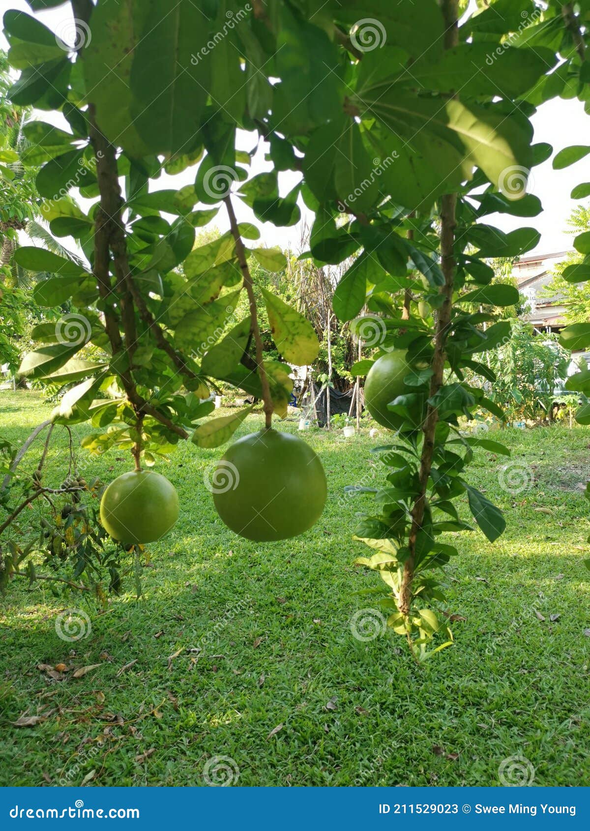 The Common Crescentia Cujete Calabash Fruiting Tree Stock Image - Image ...