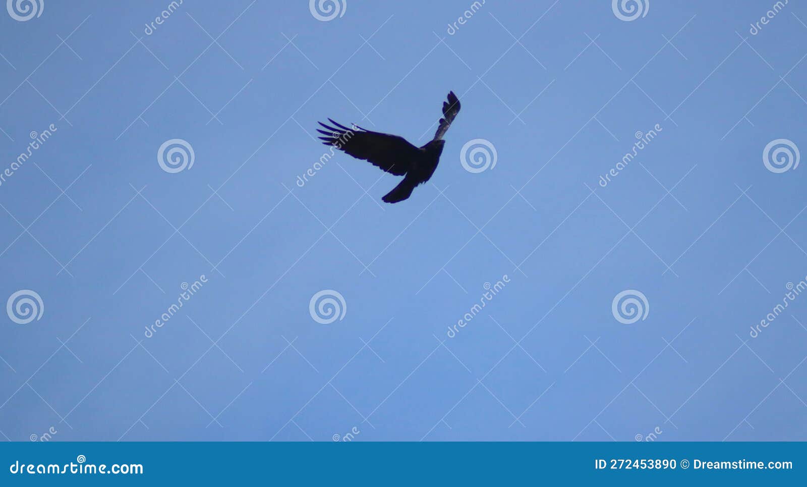 Crow flying through sky stock photo. Image of bird, blue - 272453890