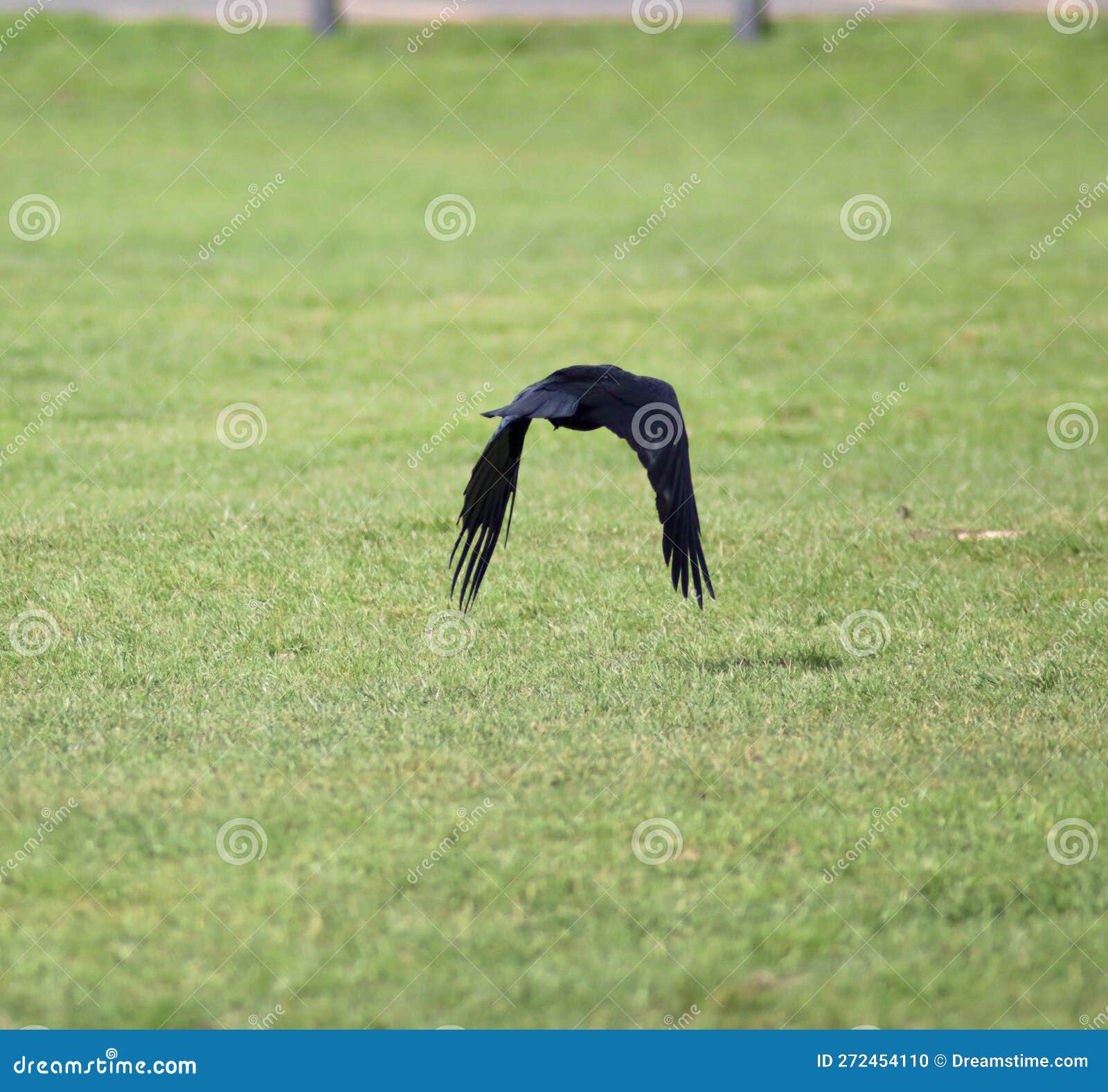 Crow in flight over grass stock photo. Image of corvid - 272454110