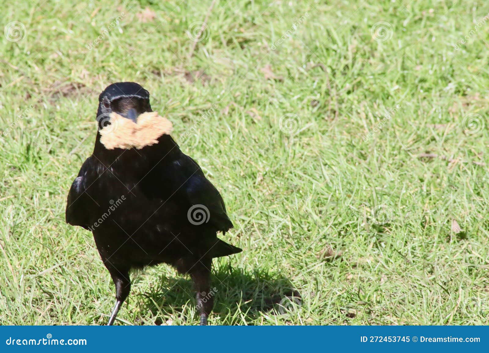 Crow looking at the camera stock image. Image of avians - 272453745
