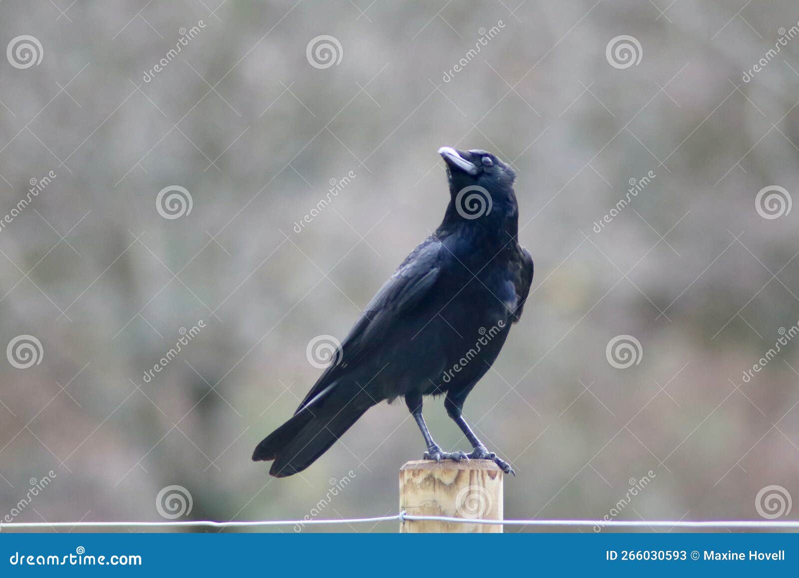 Common Crow (corvus) Looking at the Camera Stock Image - Image of ...