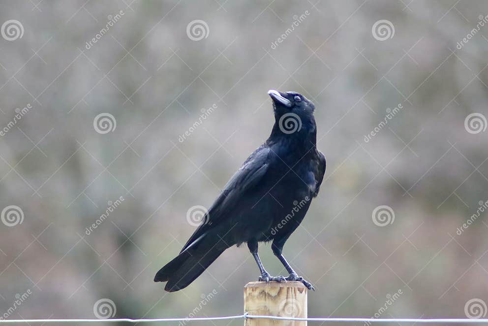 Common Crow (corvus) Looking at the Camera Stock Image - Image of ...