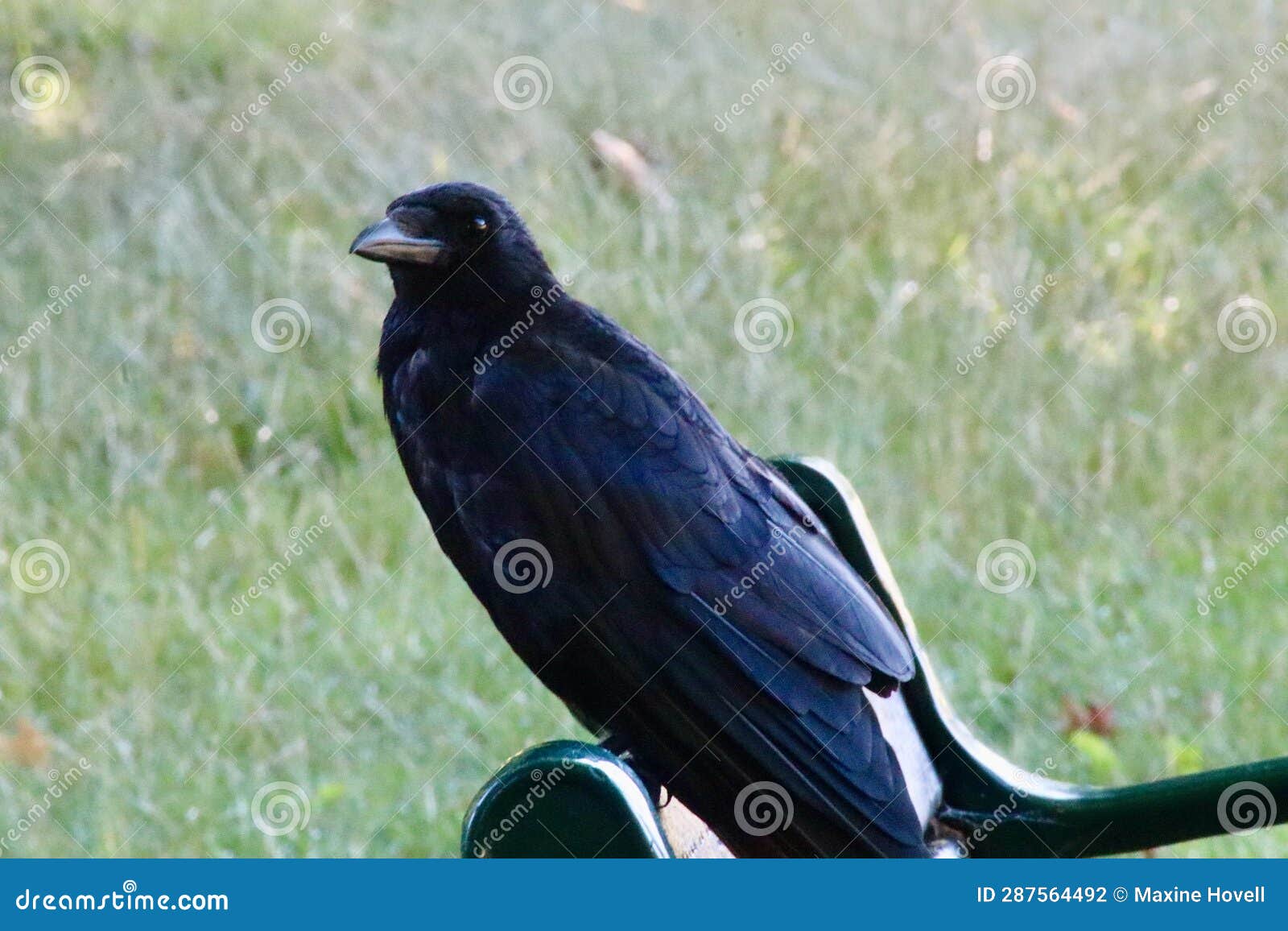 Crow in close up stock photo. Image of flying, perched - 287564492