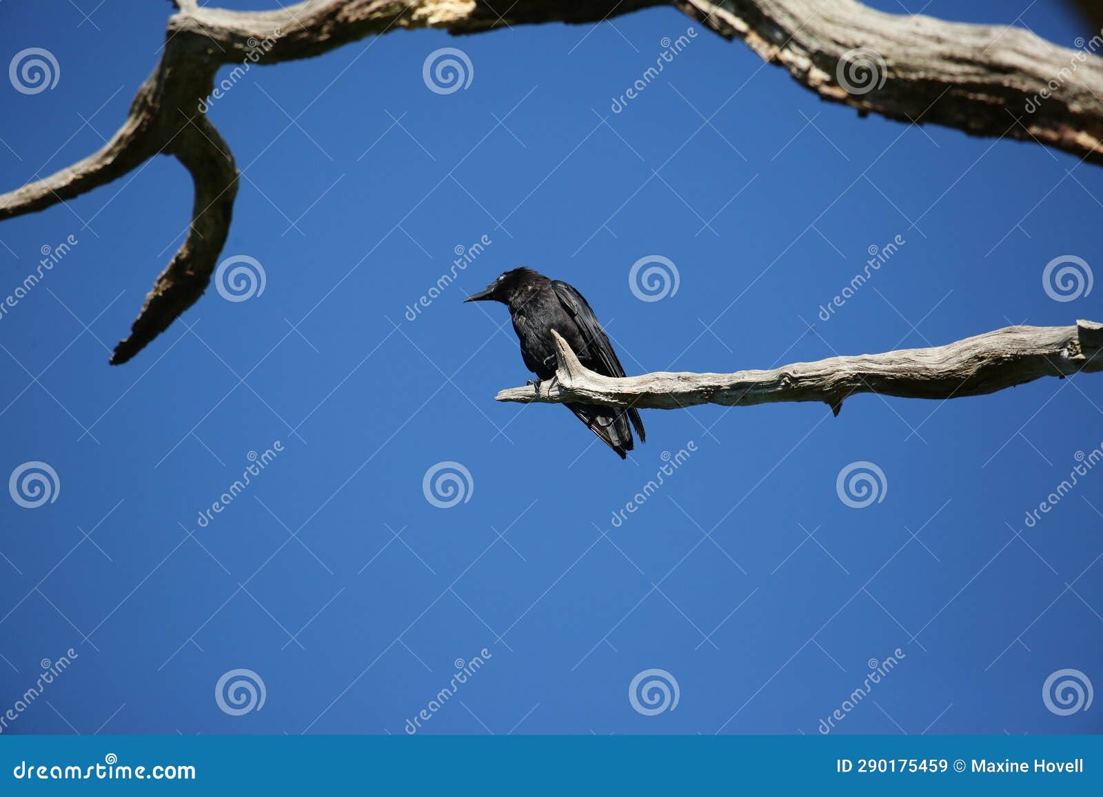 Crow Sitting on Tree Branch Stock Image - Image of crow, nature: 290175459