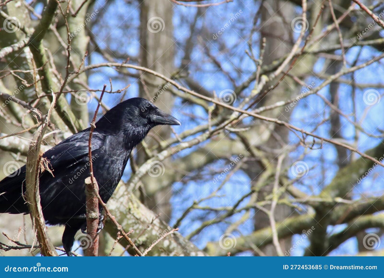 Crow Close-up in Side Profile Stock Image - Image of ...