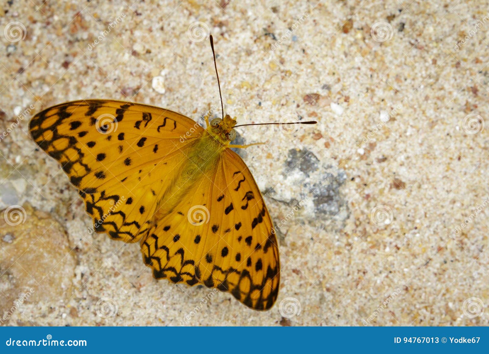 Image of the Common Leopard Butterfly Phalanta Phalantha Stock Image ...