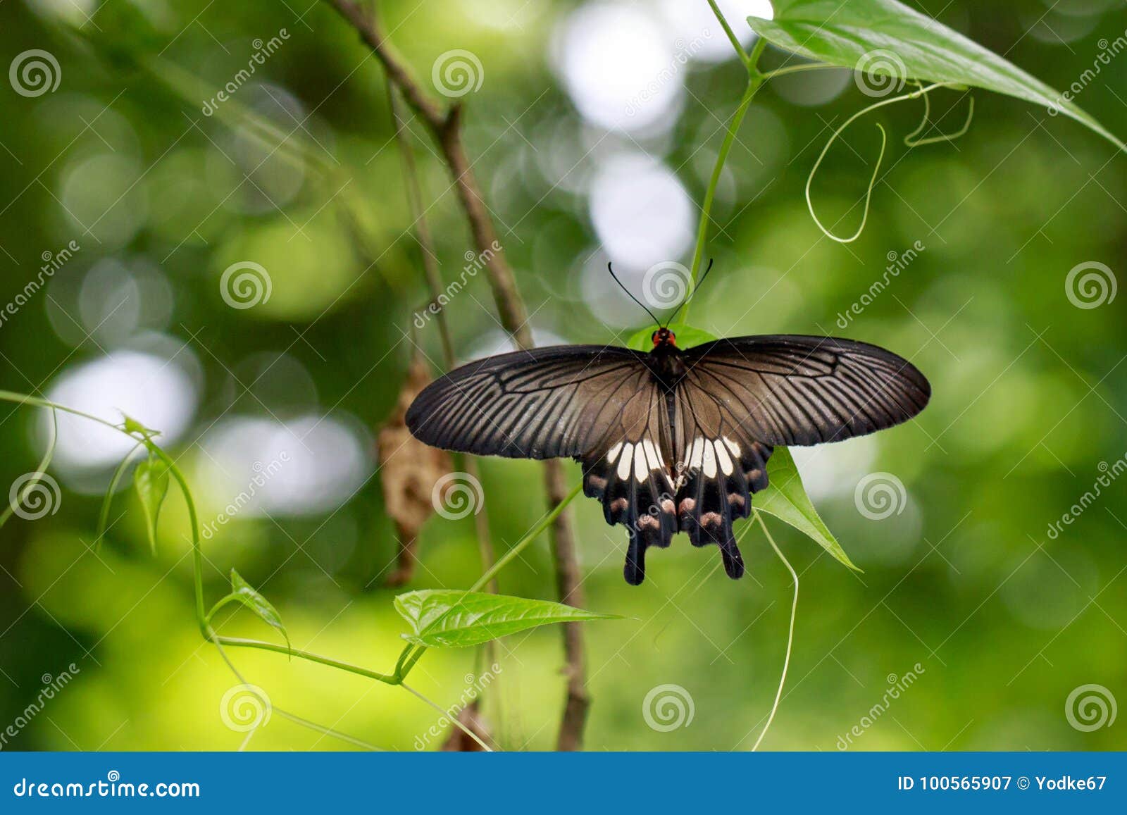 Image of the Common Mormon Butterfly Papilio Polytes Romulus. Stock ...