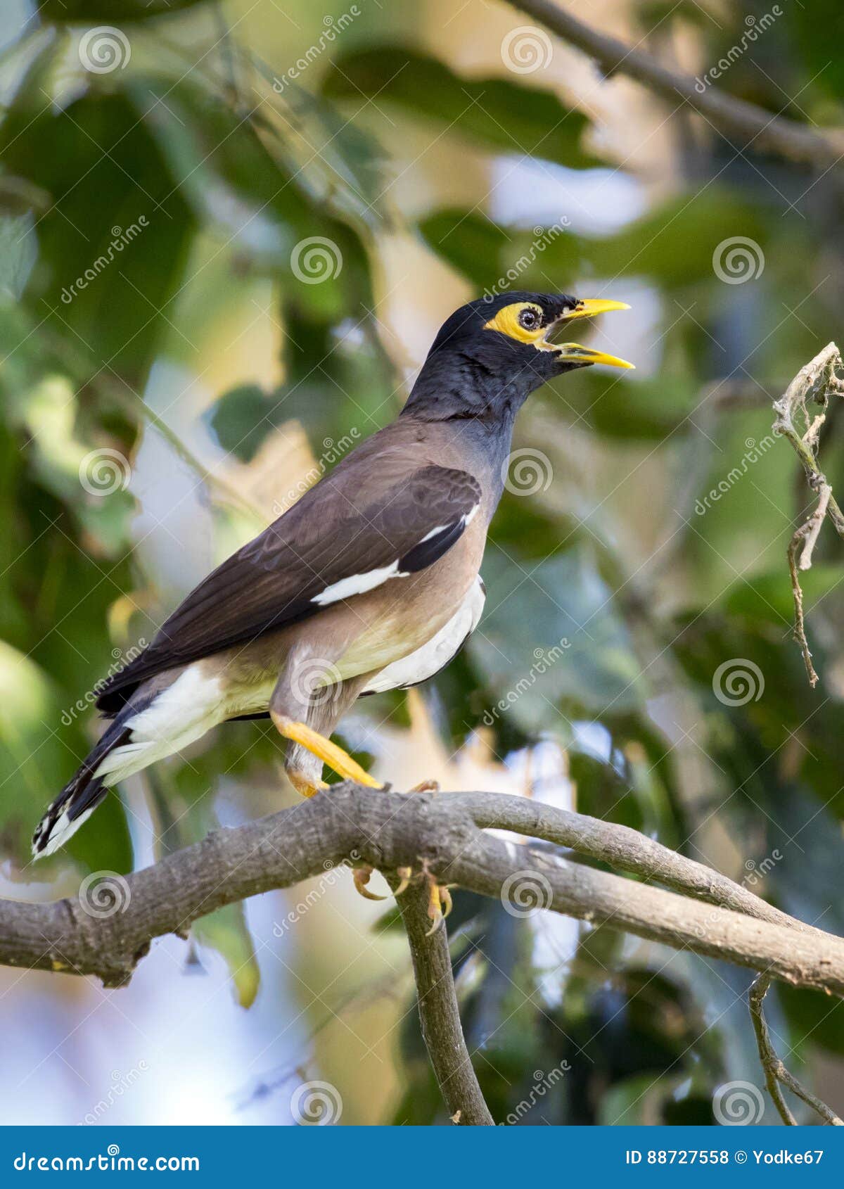 Image of Common Mynah Bird on the Branch on Nature Background. Stock ...
