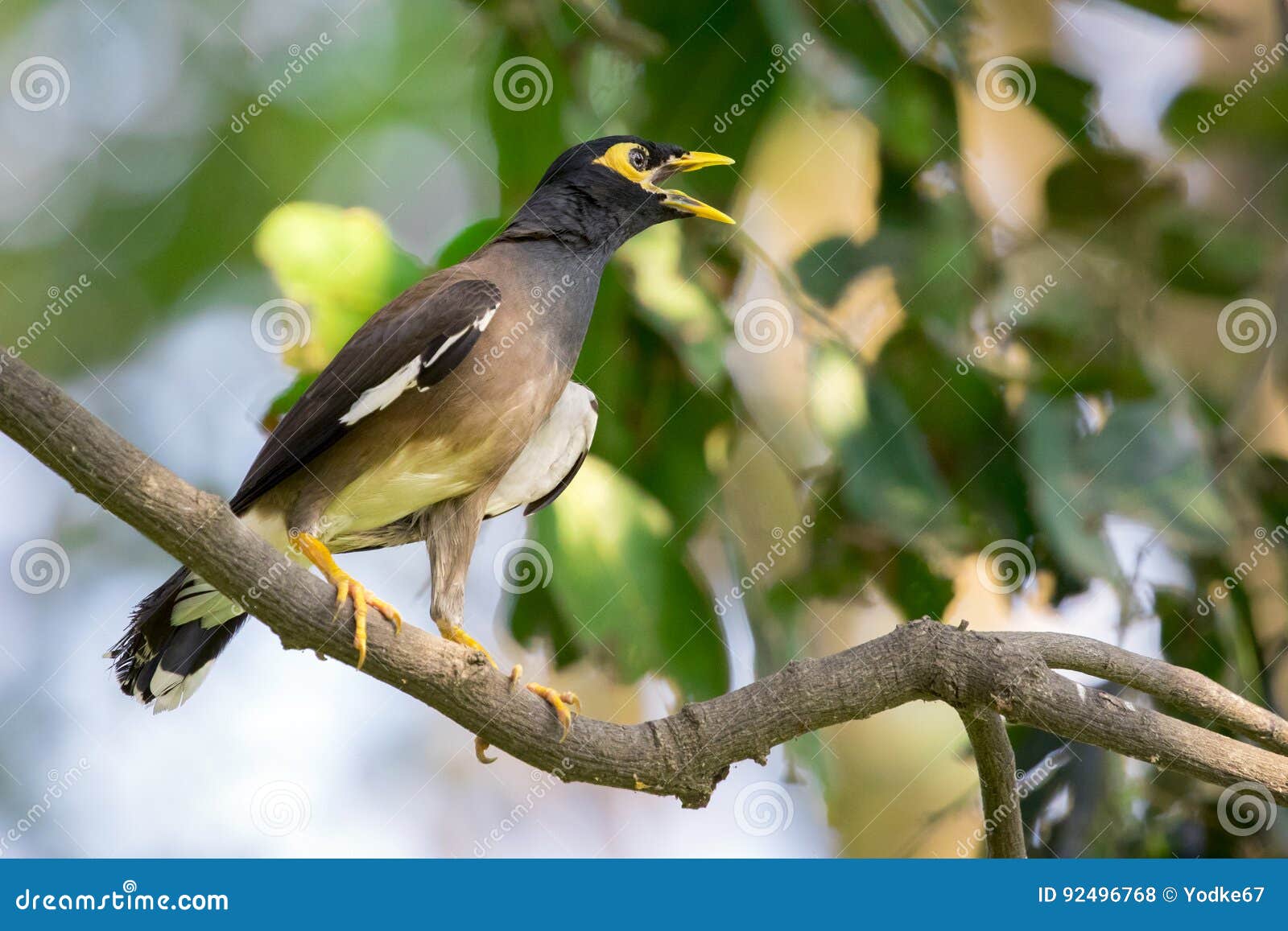 Image of Common Mynah Bird on the Branch on Nature Background. Stock ...