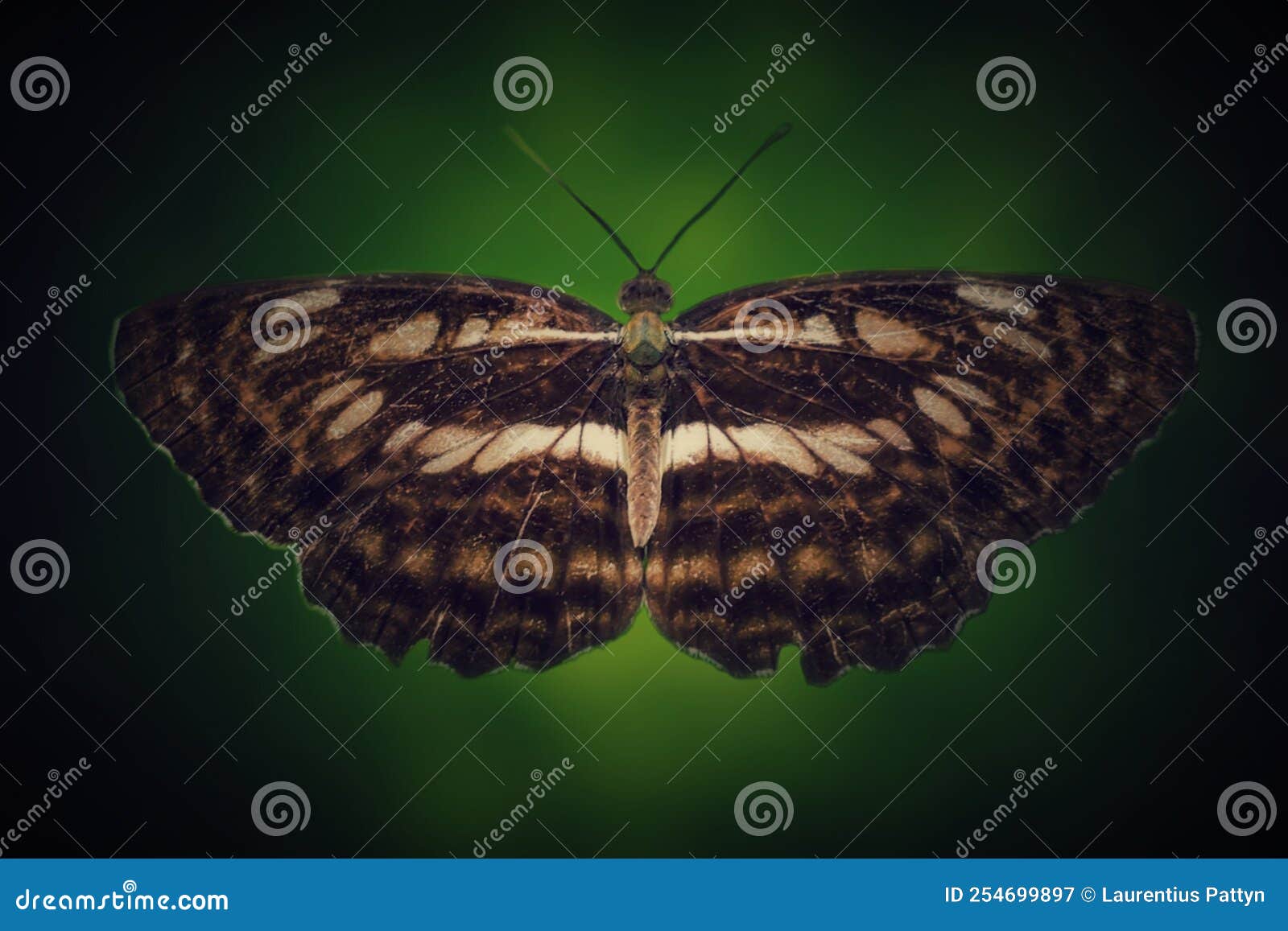 Common Sailor - Neptis Hylas Stock Image | CartoonDealer.com #179827135
