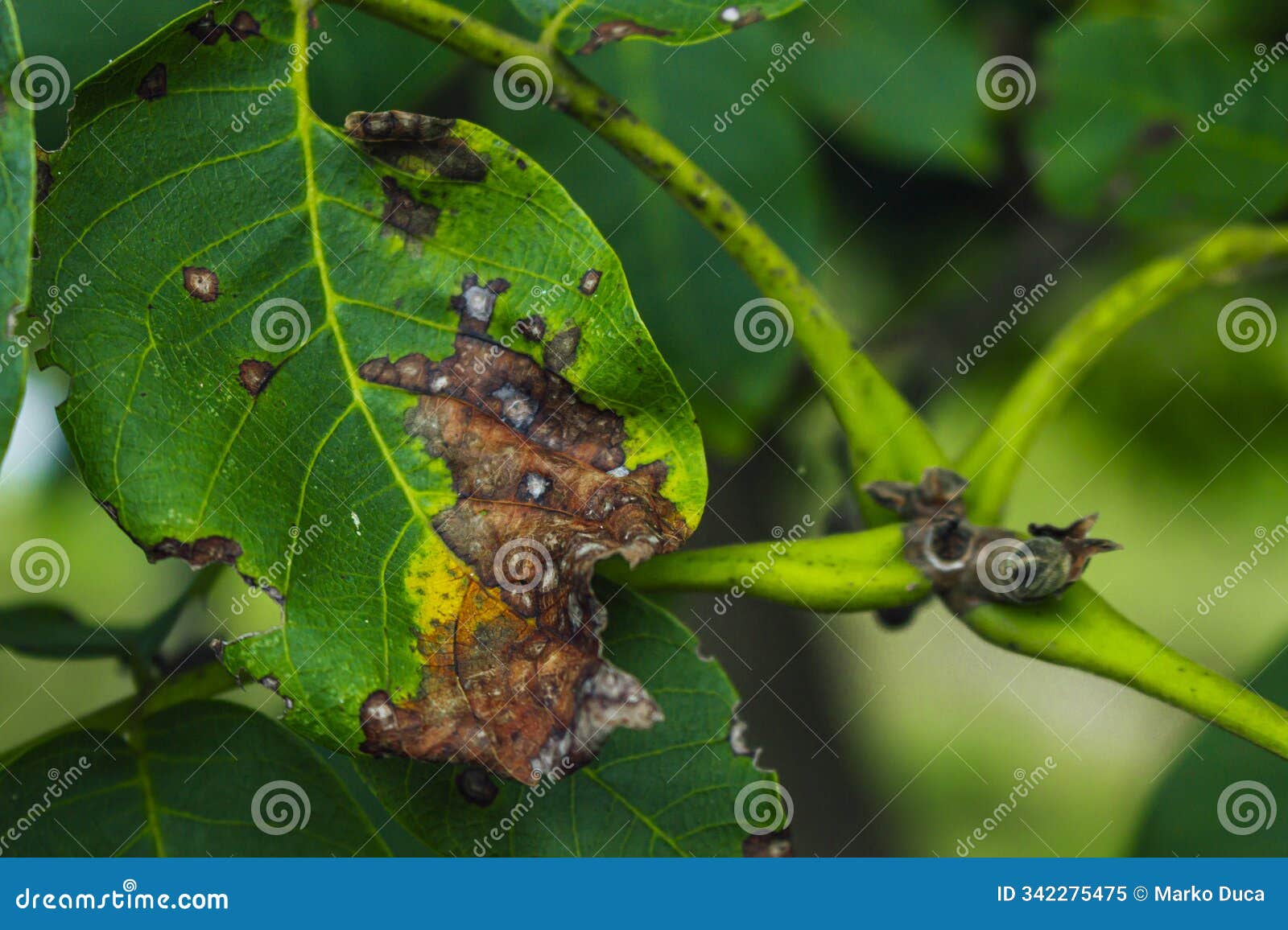 Image of Common Tree Leaf Disease in the Early Spring Known As Black ...
