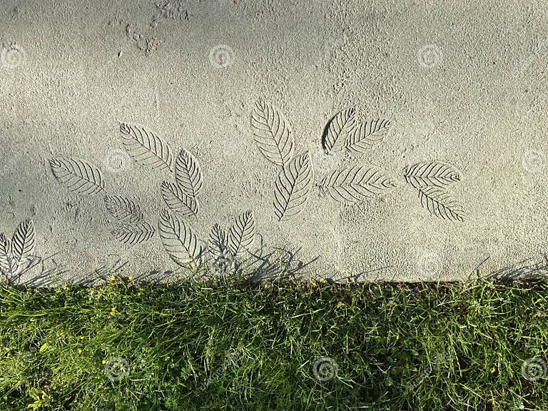 An Image of a Compacted Ground Section with Human, Animal, and Leaf ...