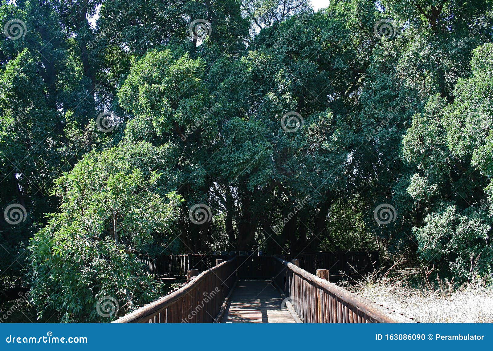 VIEW of FICUS SALICIFOLIA at WONDERBOOM Stock Photo - Image of summer ...