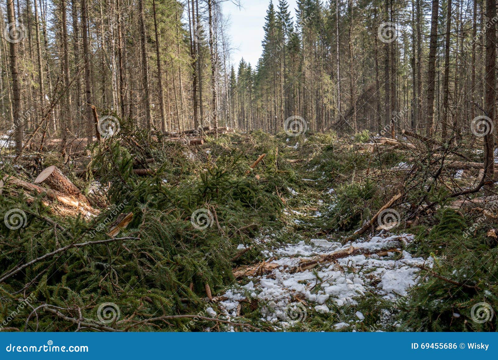 Image of Coniferous Forest after Felling Stock Photo - Image of ...
