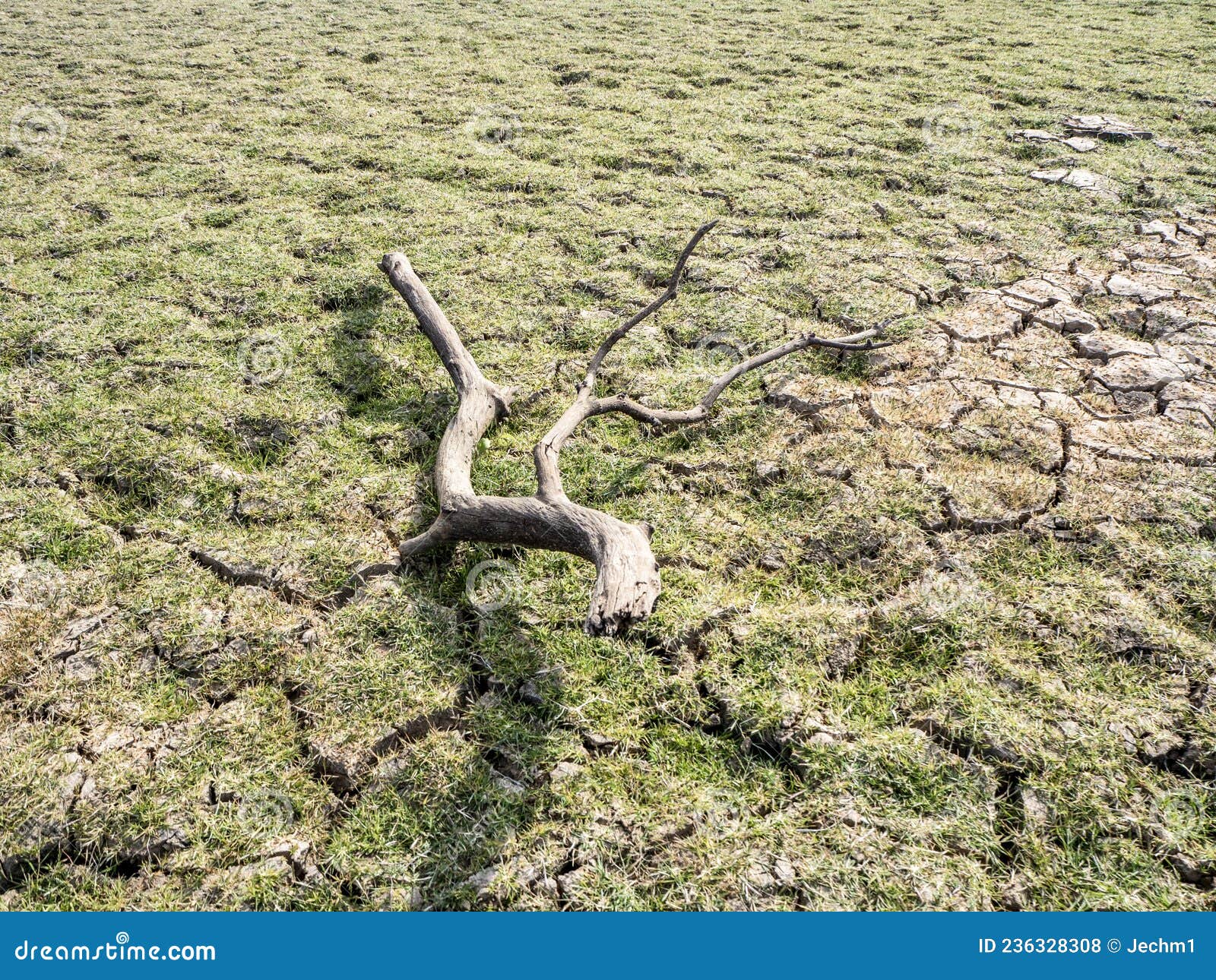 Climate Change Image of a Reservoir with a Dry Tree Branch. Concept of ...