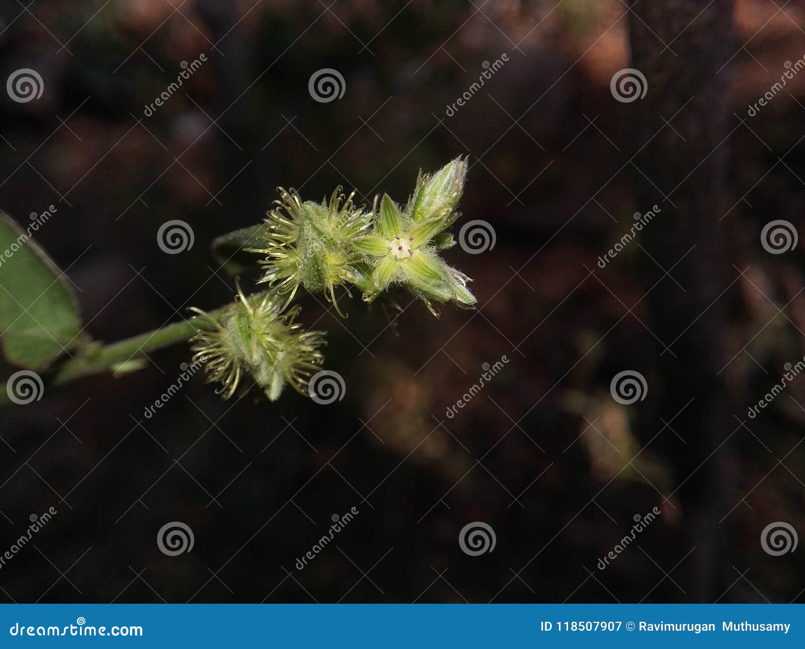 Hooked flower stock image. Image of seed, shrubs, nature - 118507907