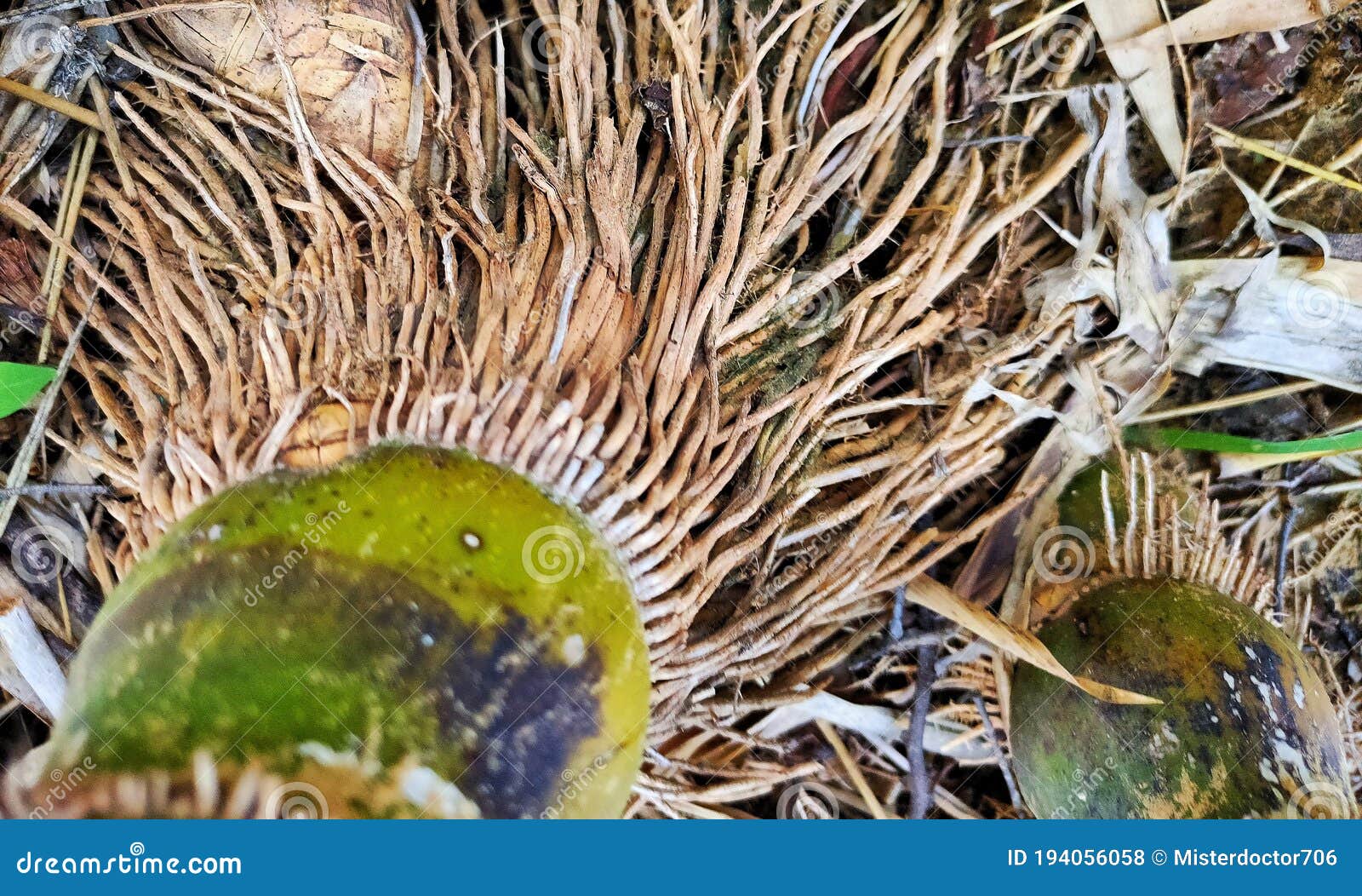 Roots of Bamboo Tree Grown . Stock Photo - Image of sprouting, touching ...